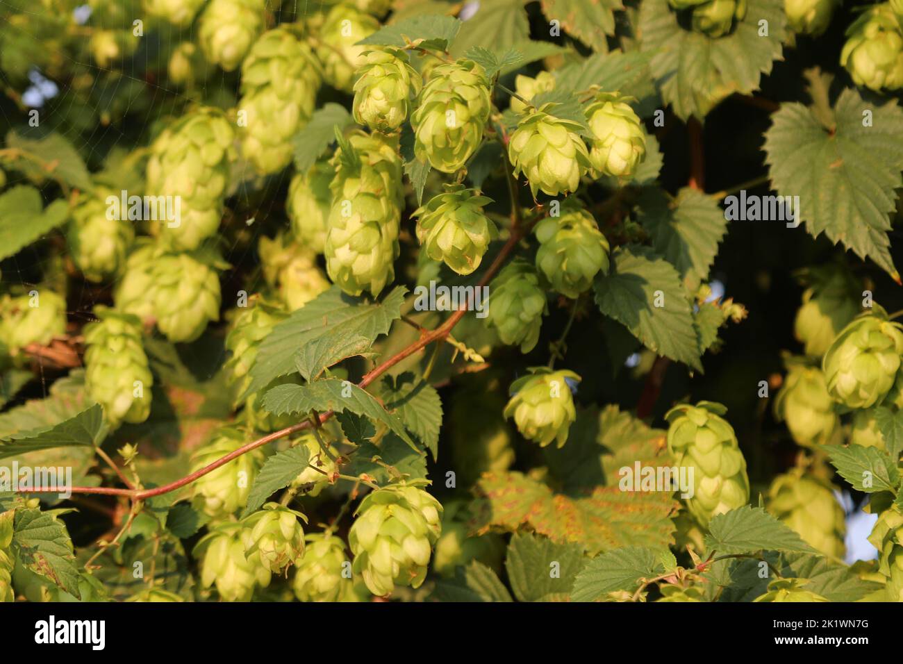 ripe hop flowers on the plant for use in the berwing industry and for ...