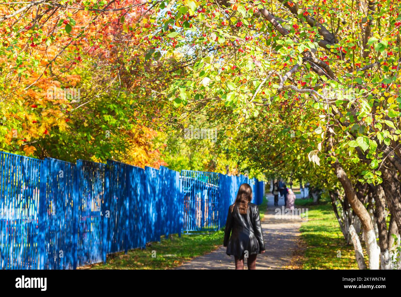 Fall tunnel of apple trees and rowans.Autumn colors scene, selective ...