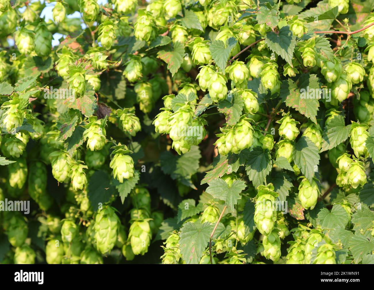 ripe hop flowers on the plant for use in the berwing industry and for ...