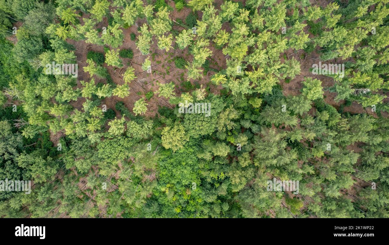 Summer in forest aerial top view. Mixed forest, green deciduous trees ...