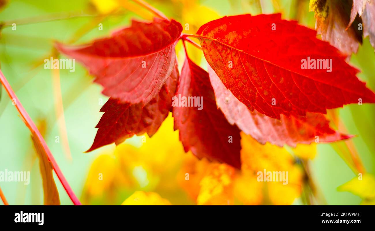 Autumn red leaves. Maiden grape Stock Photo - Alamy