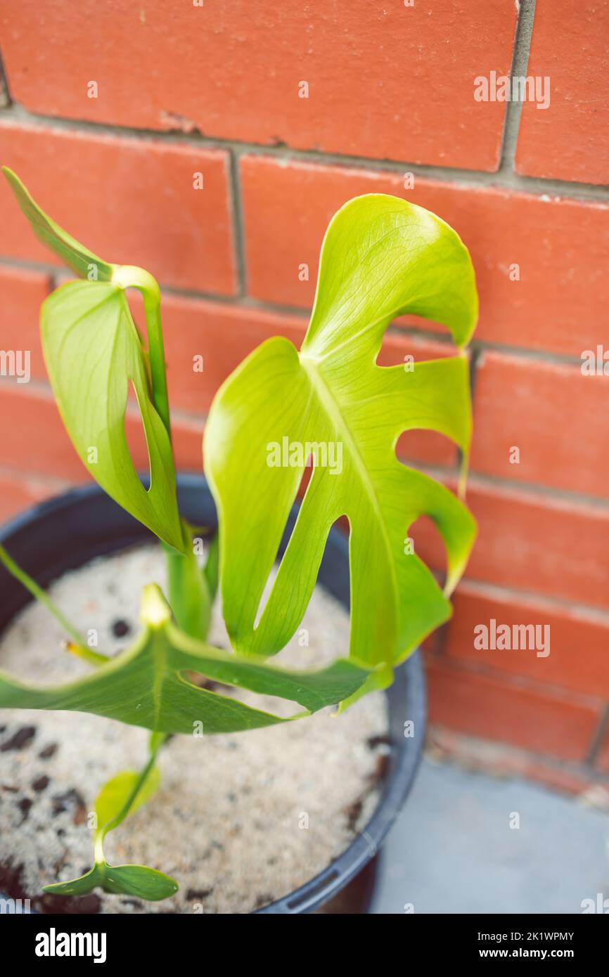 monstera plant outdoor next to brick wall, close-up shot at shallow ...