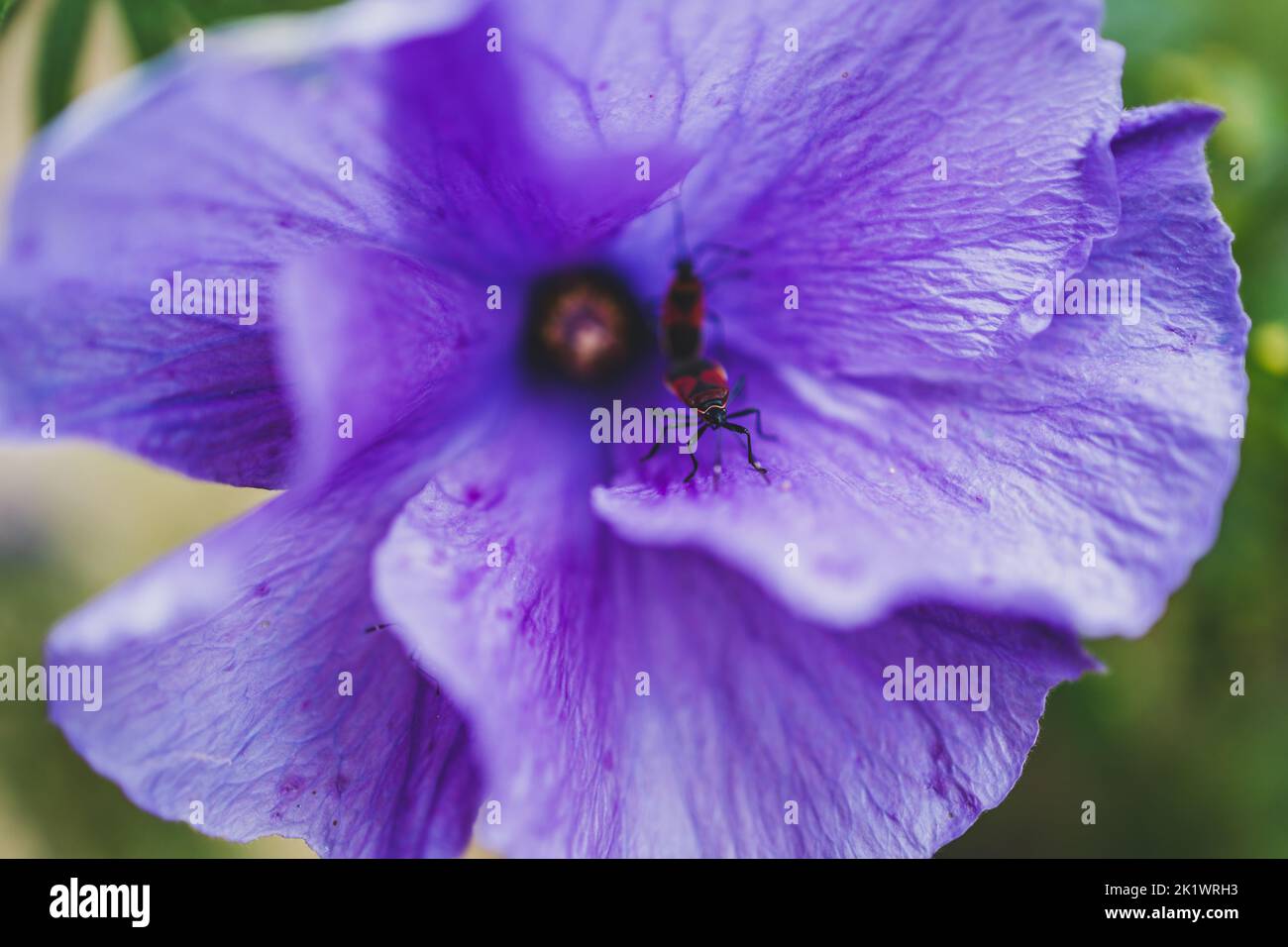 purple hibiscus plant outdoor in sunny backyard, close-up shot at ...