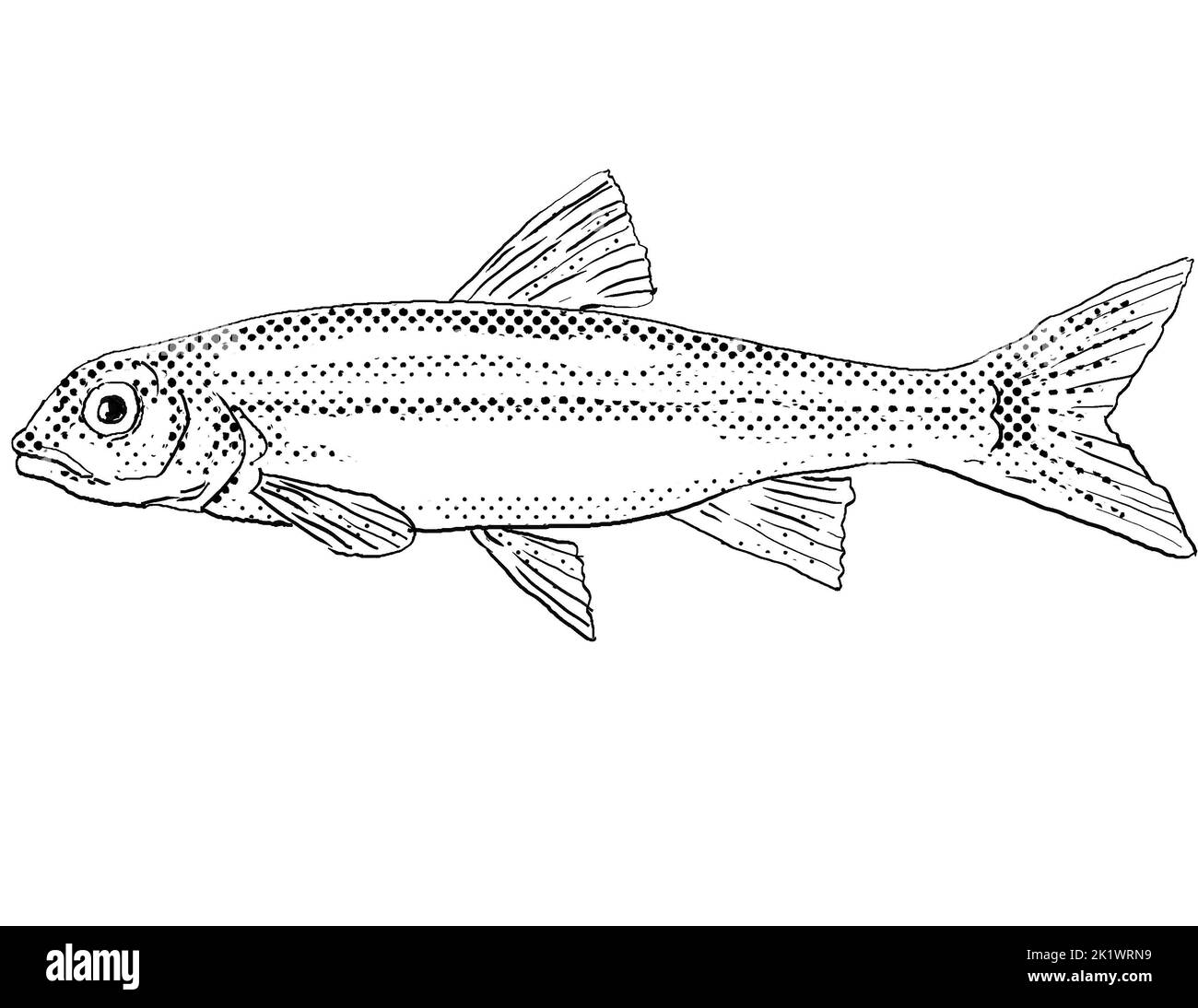 Cartoon style line drawing of a spottail shiner or spottail minnow ...