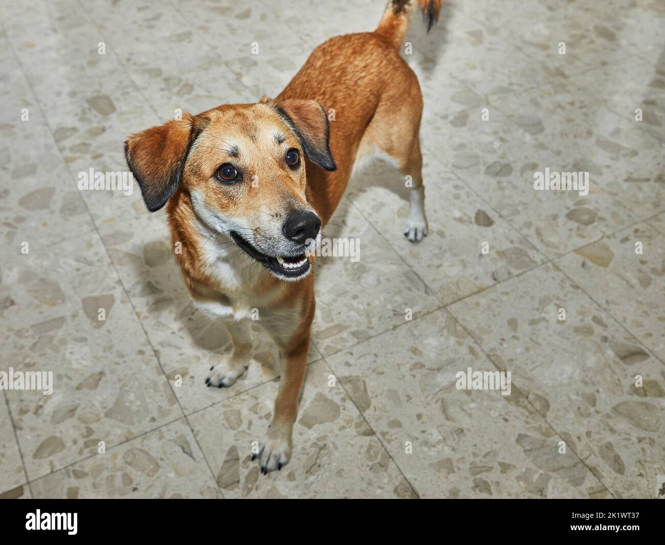 Cute red dog in the apartment in full growth Stock Photo - Alamy