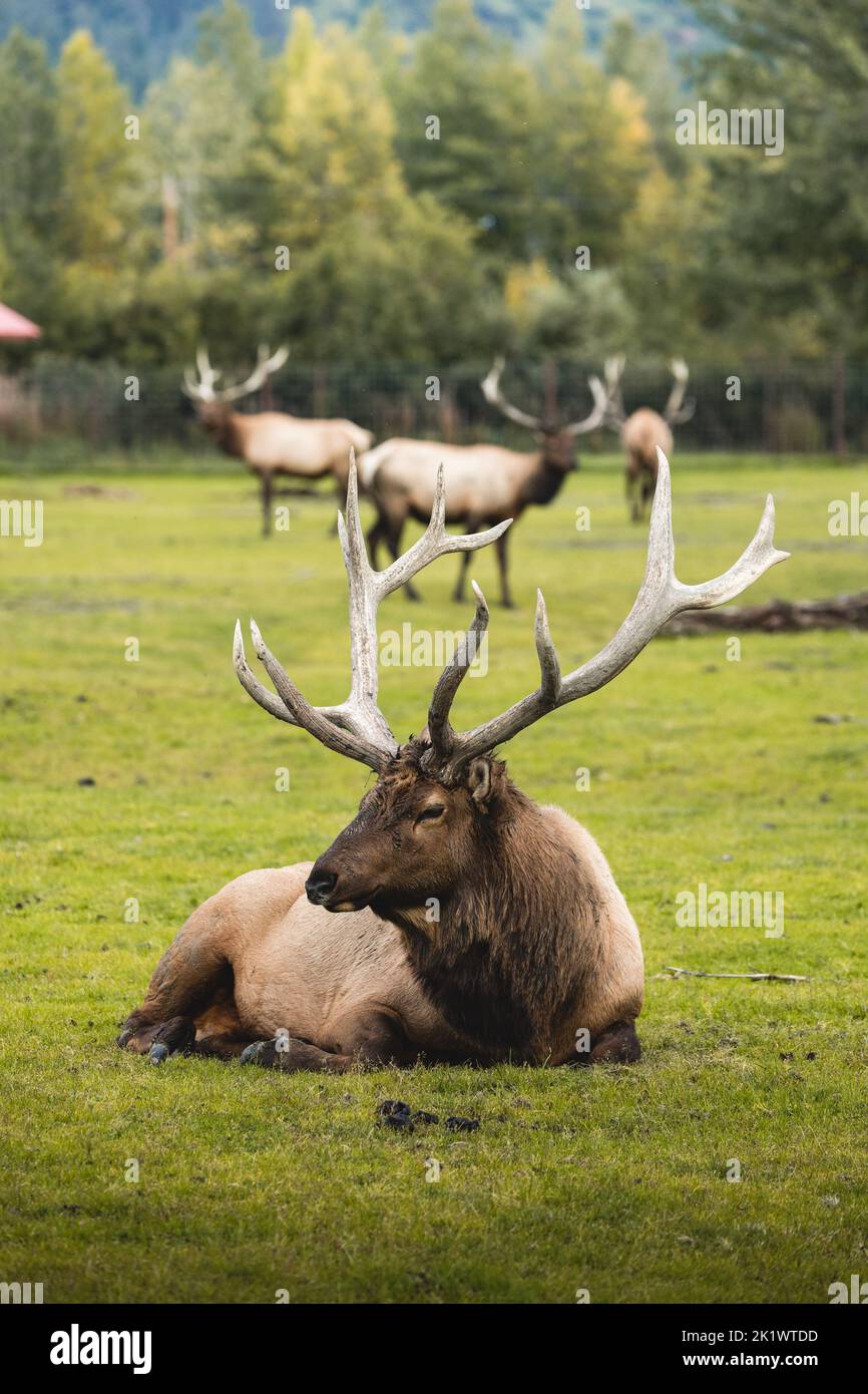 A vertical shot of a wild elk with large antlers lying on the grass in ...