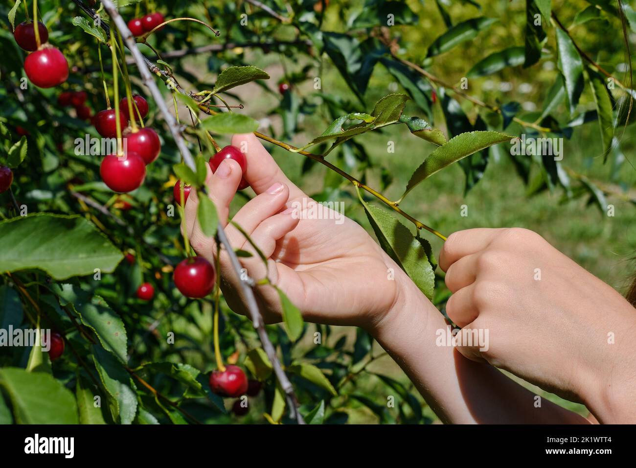Cherry picker fruit hi-res stock photography and images - Alamy