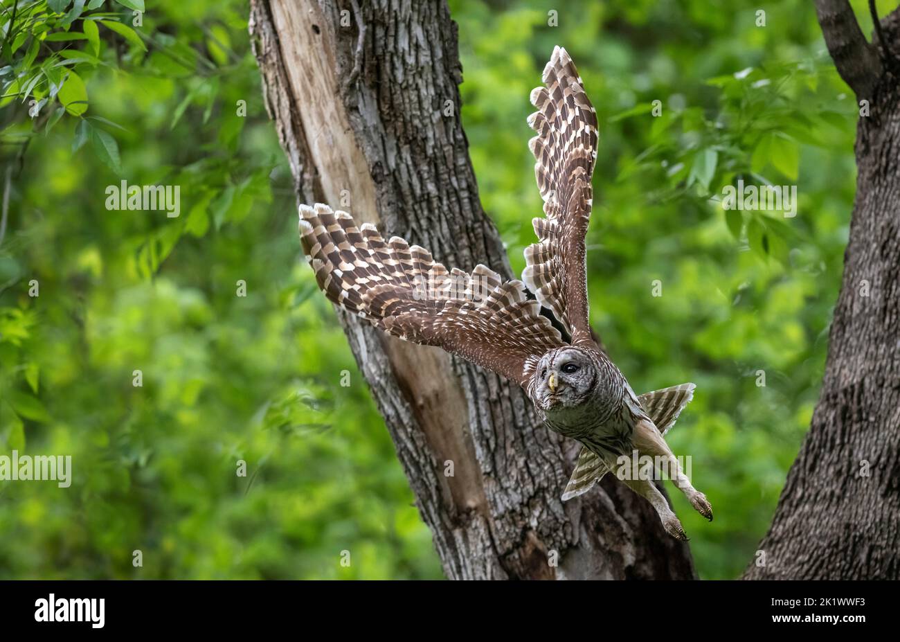 Owl flying is trying to reach his target with full speed Stock Photo ...