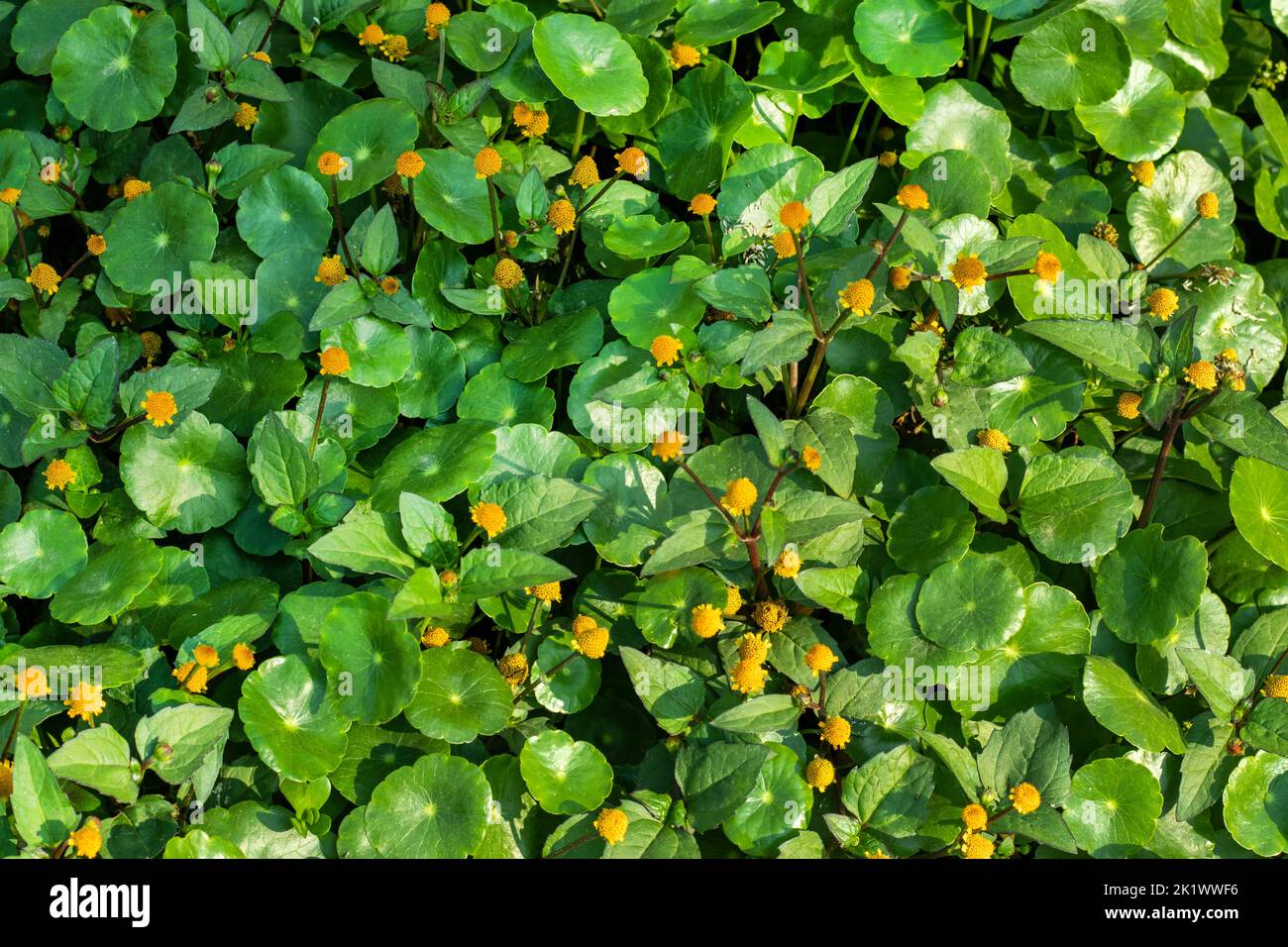 Water pennywort is a relatively small perennial plant that seldom ...