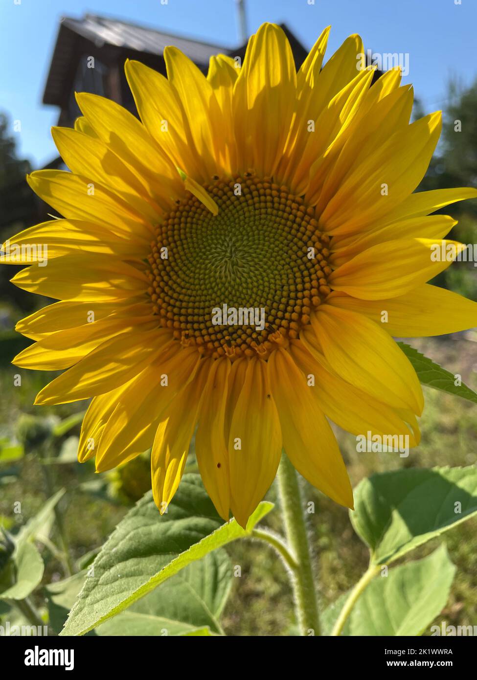A vertical of a sunflower in the Russian countryside Stock Photo - Alamy