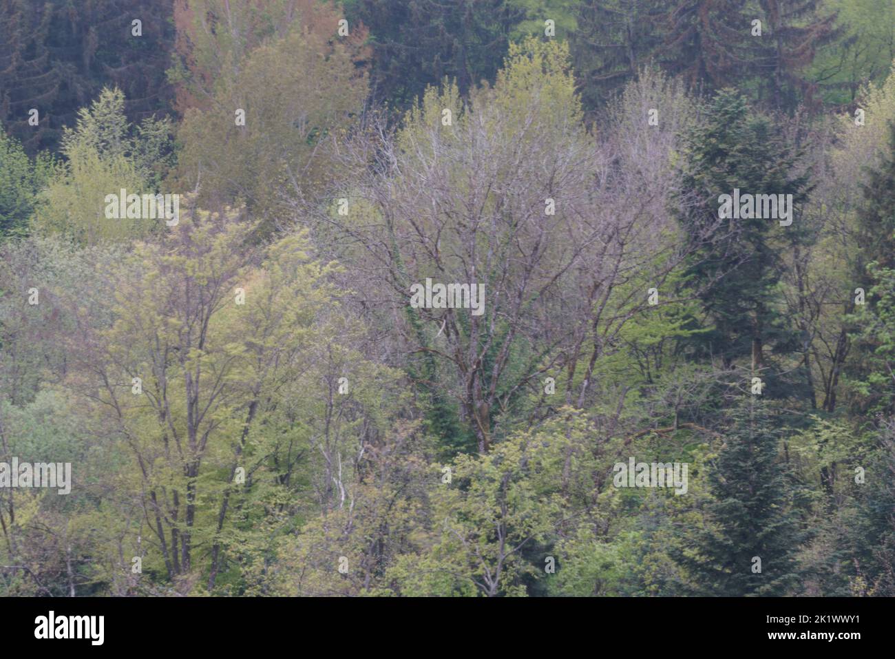 Forest areas in Germany photographed in the spring month of May Stock ...