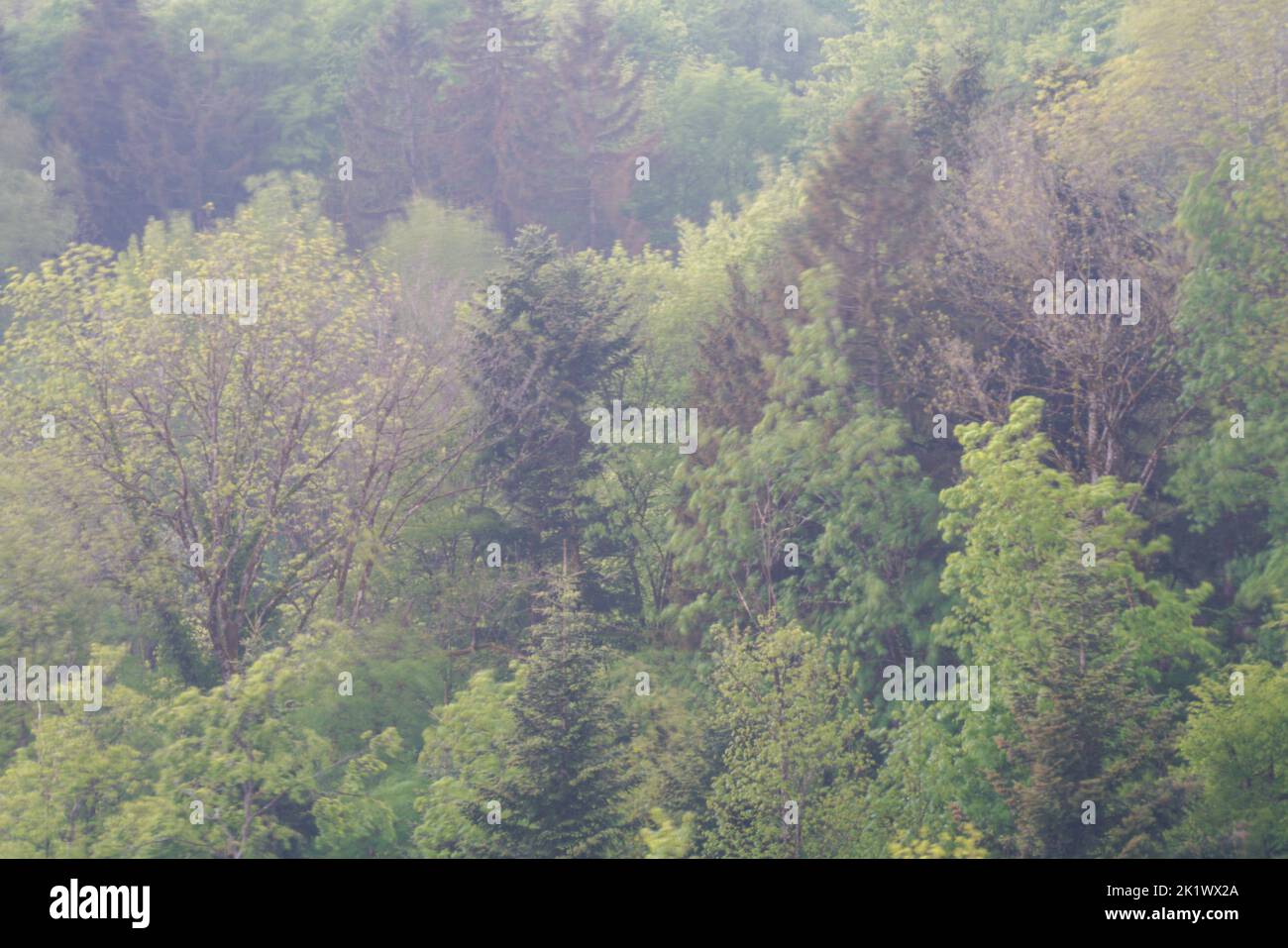 Forest areas in Germany photographed in the spring month of May Stock ...