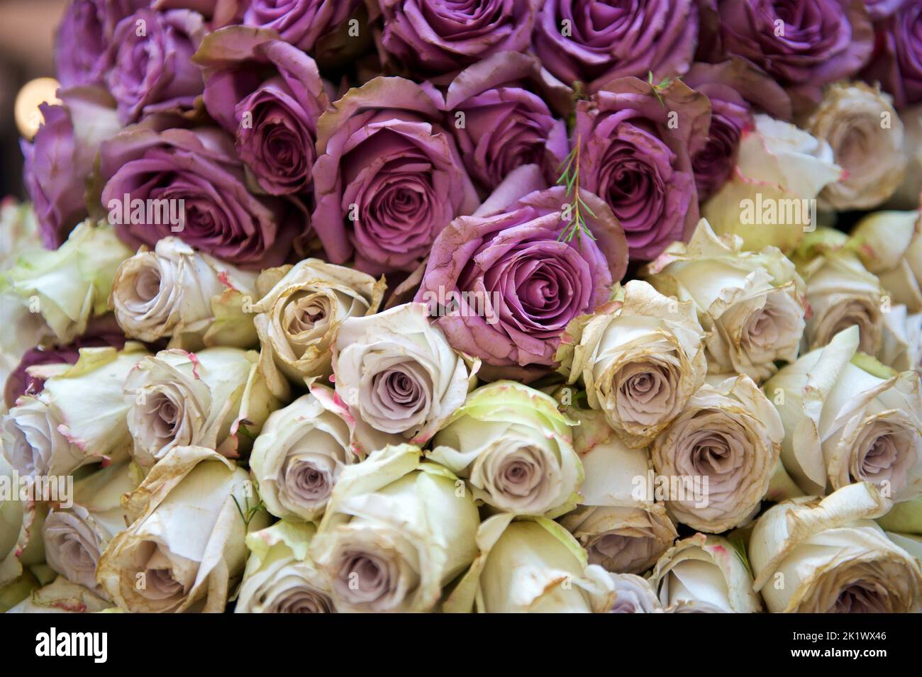 Color Explosion: Vibrant Flowers and Plants to Brighten Up Your Space ...