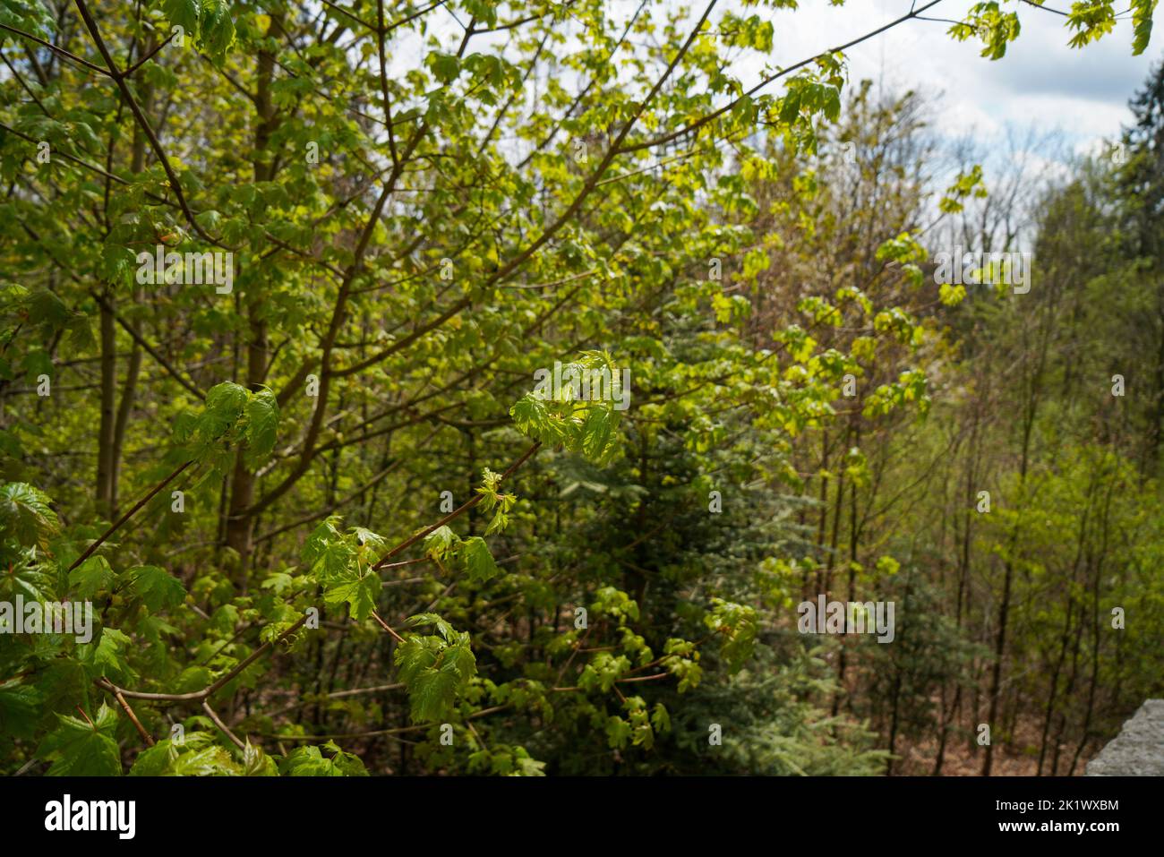 Forest areas in Germany photographed in the spring month of May Stock ...