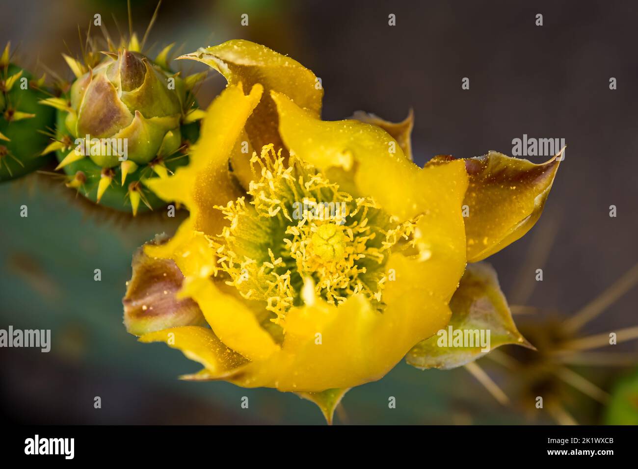 Closeup of common cactus at Mallorca, called prickly pear (lat. Opuntia ...