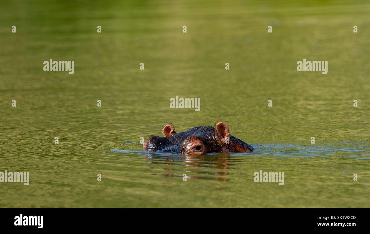 Hippopotamus (Hippopotamus amphibius) Pilanesberg Nature Reserve, South ...