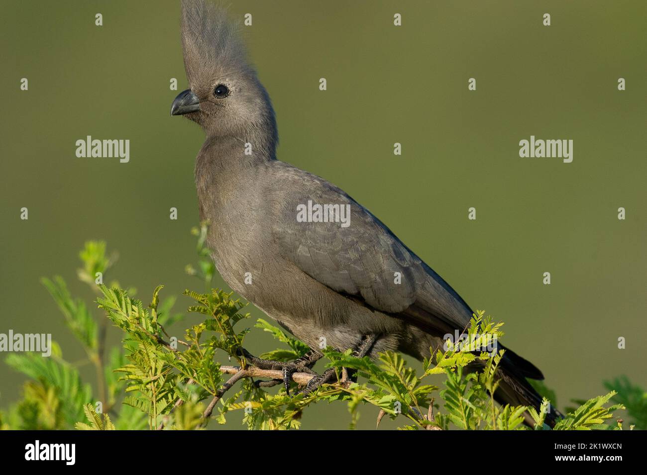 Grey Go-away bird (Corythaixoides concolor) Pilanesberg Nature Reserve ...