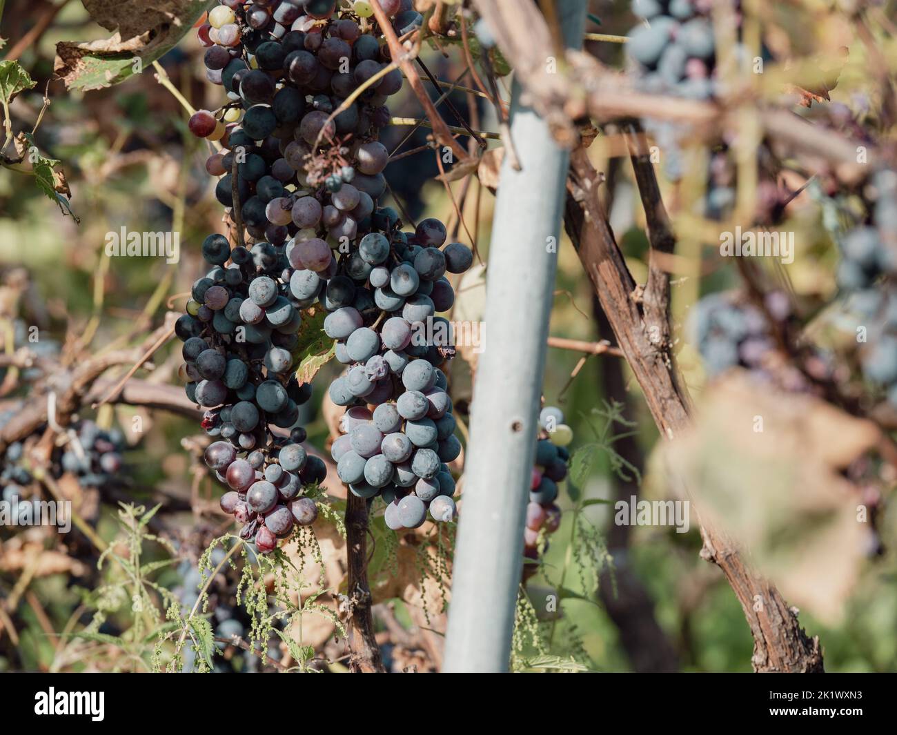 dark red organic grapevine for red wine Stock Photo - Alamy
