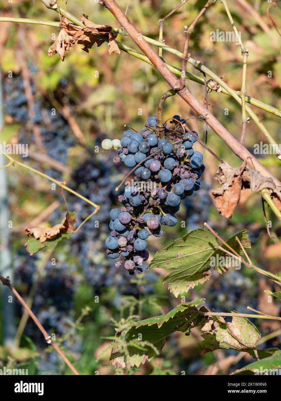 dark red organic grapevine for red wine Stock Photo - Alamy