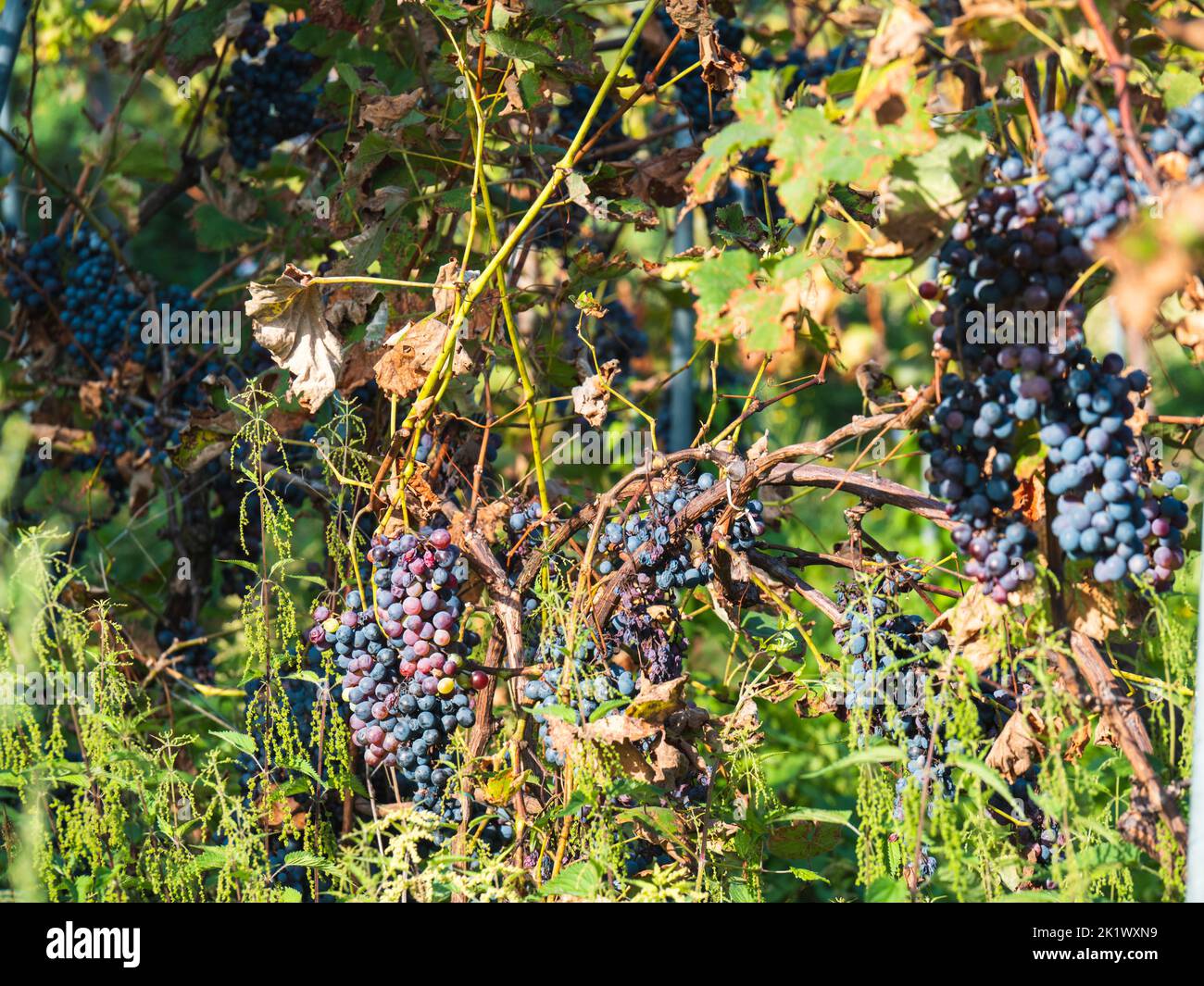 dark red organic grapevine for red wine Stock Photo - Alamy