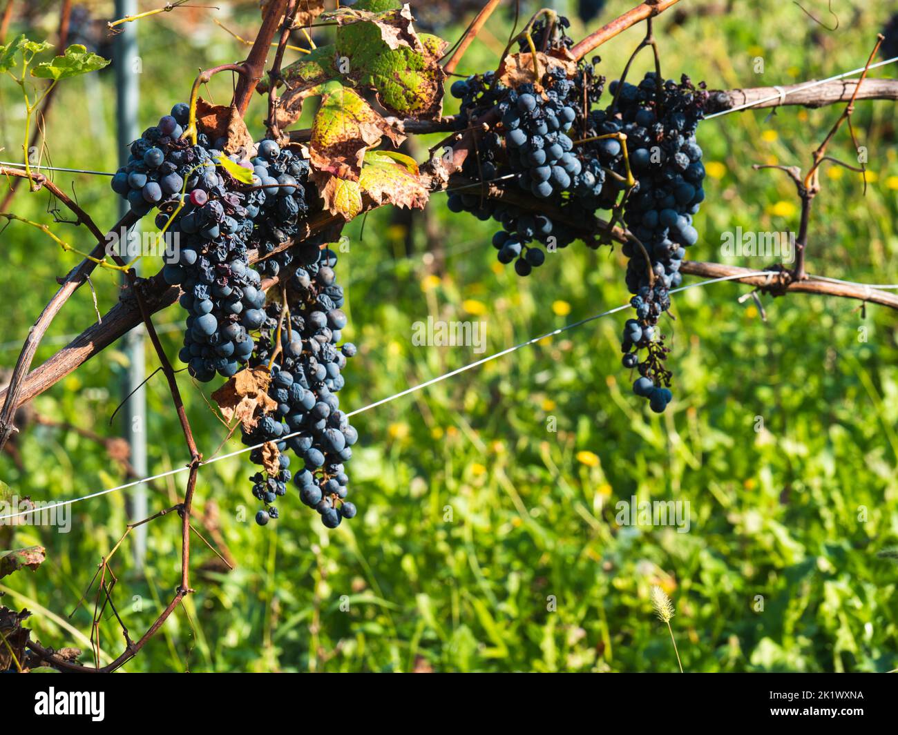dark red organic grapevine for red wine Stock Photo - Alamy