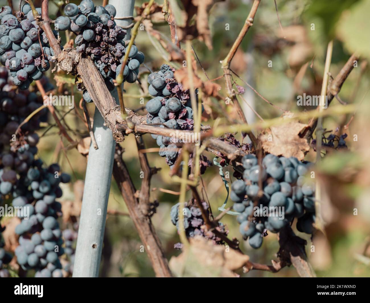 dark red organic grapevine for red wine Stock Photo - Alamy