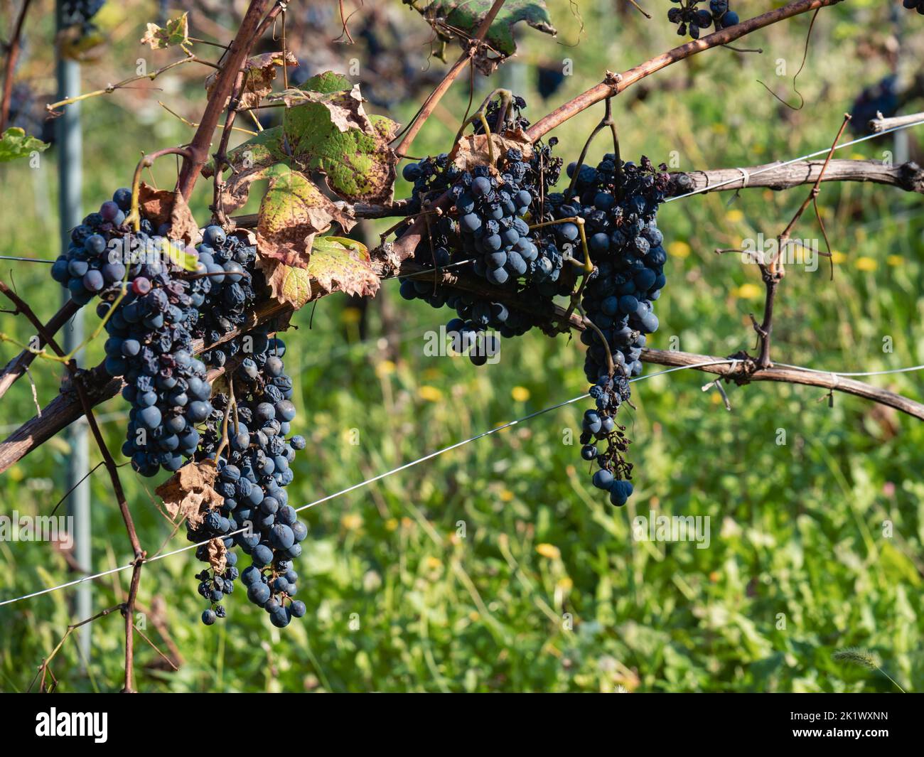 dark red organic grapevine for red wine Stock Photo - Alamy
