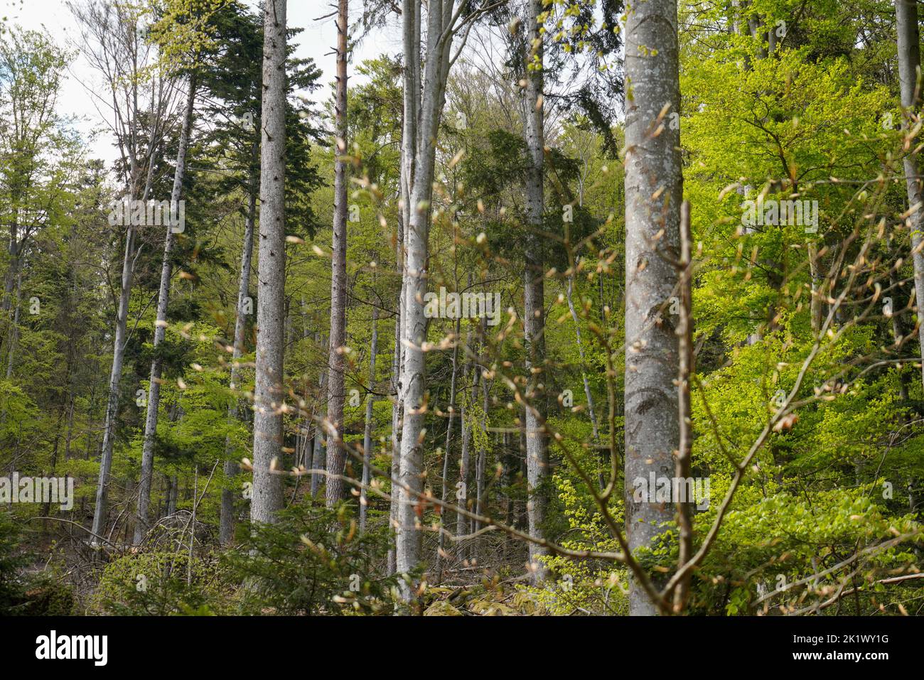 Forest areas in Germany photographed in the spring month of May Stock ...