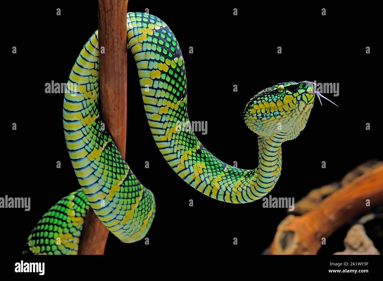 Green Pit Viper Stock Photo - Alamy