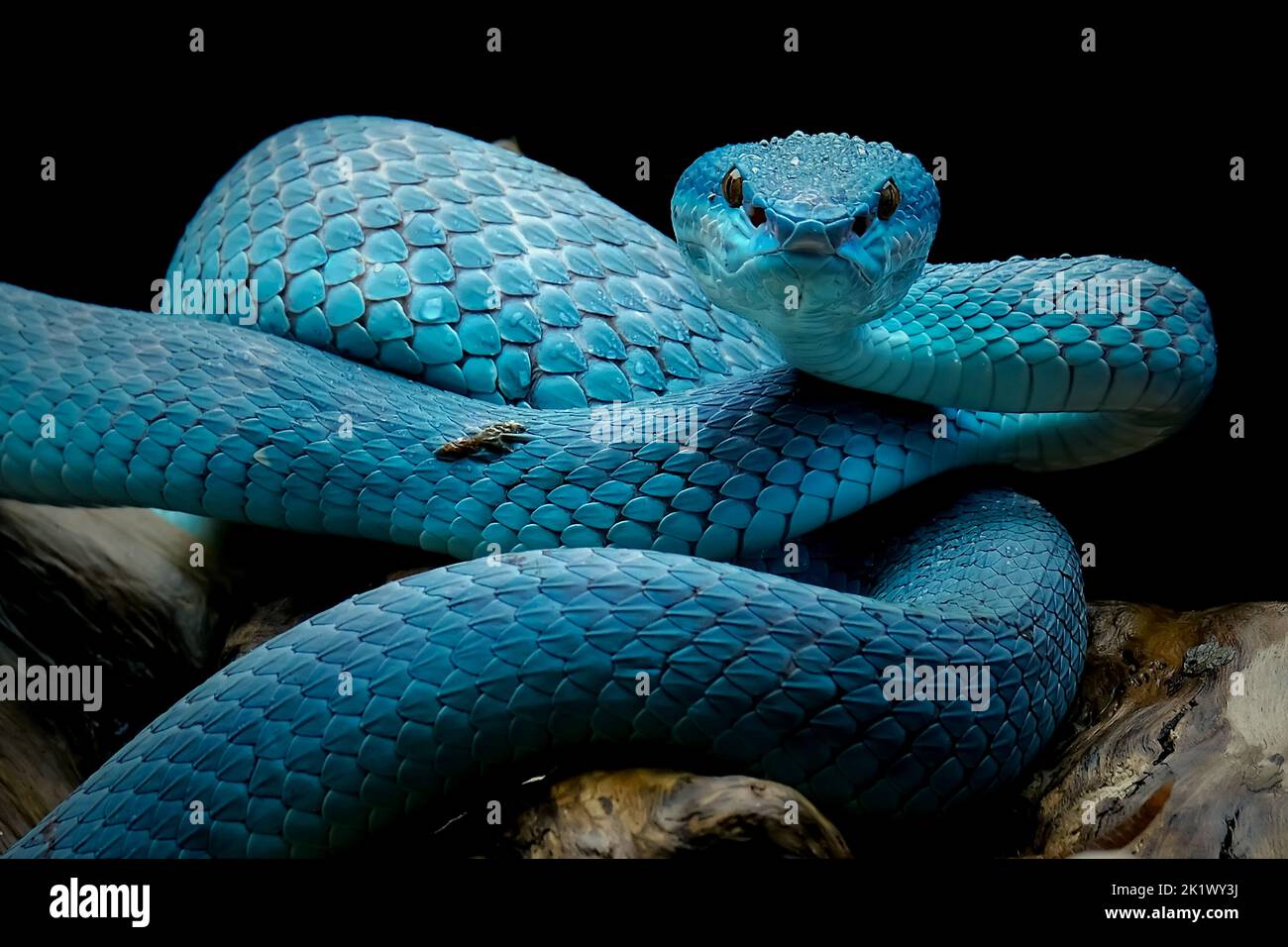 Blue insularis hi-res stock photography and images - Alamy