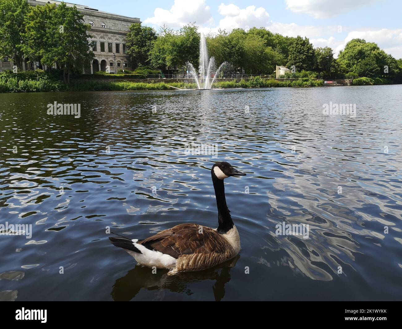 A Canadian goose swimming on the lake with fountain Stock Photo - Alamy
