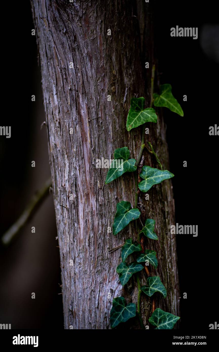 The English common ivy leaves climbing on the old tree branch with dark ...