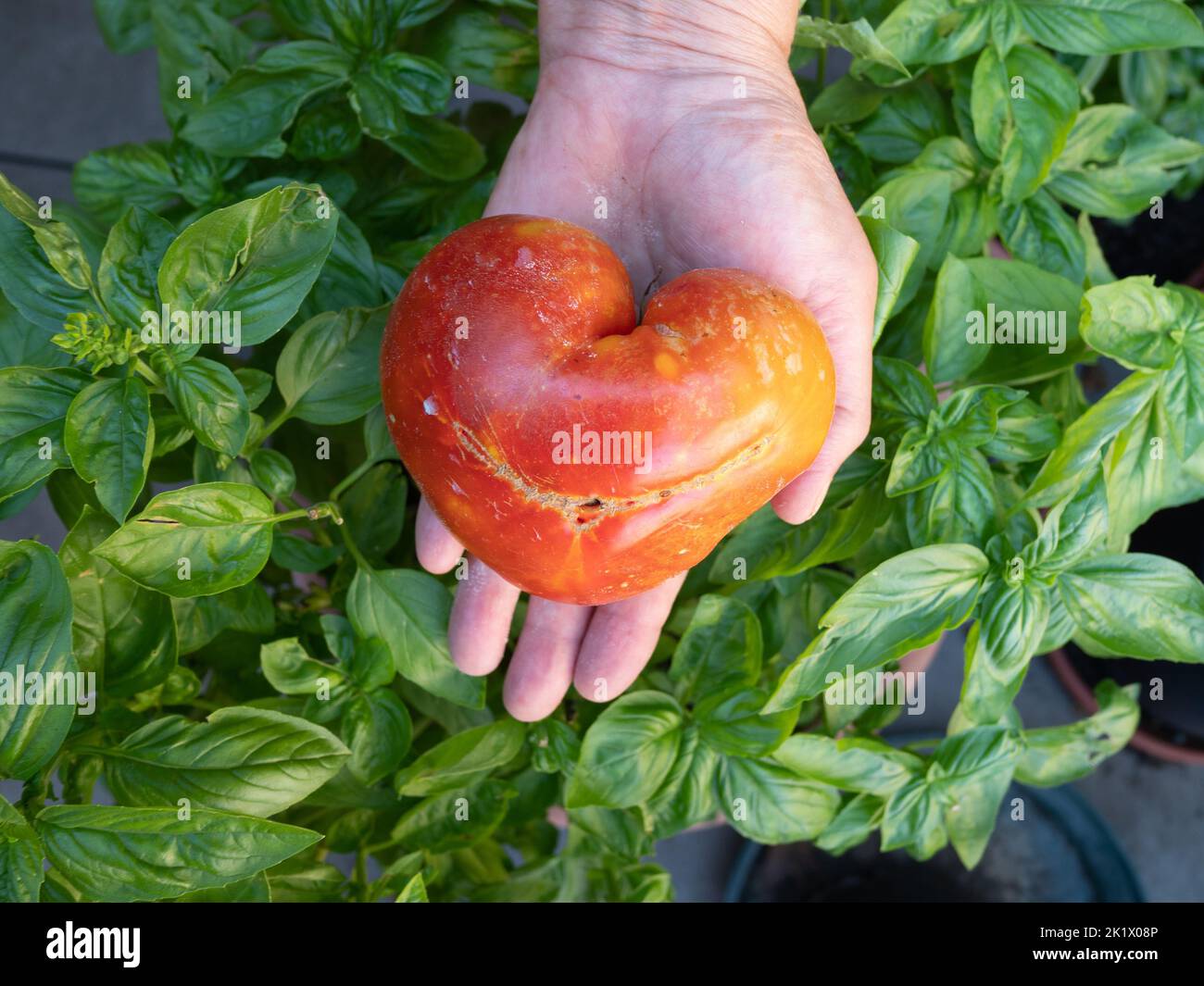 A top view of human hands holding red cat faced tomato above green ...