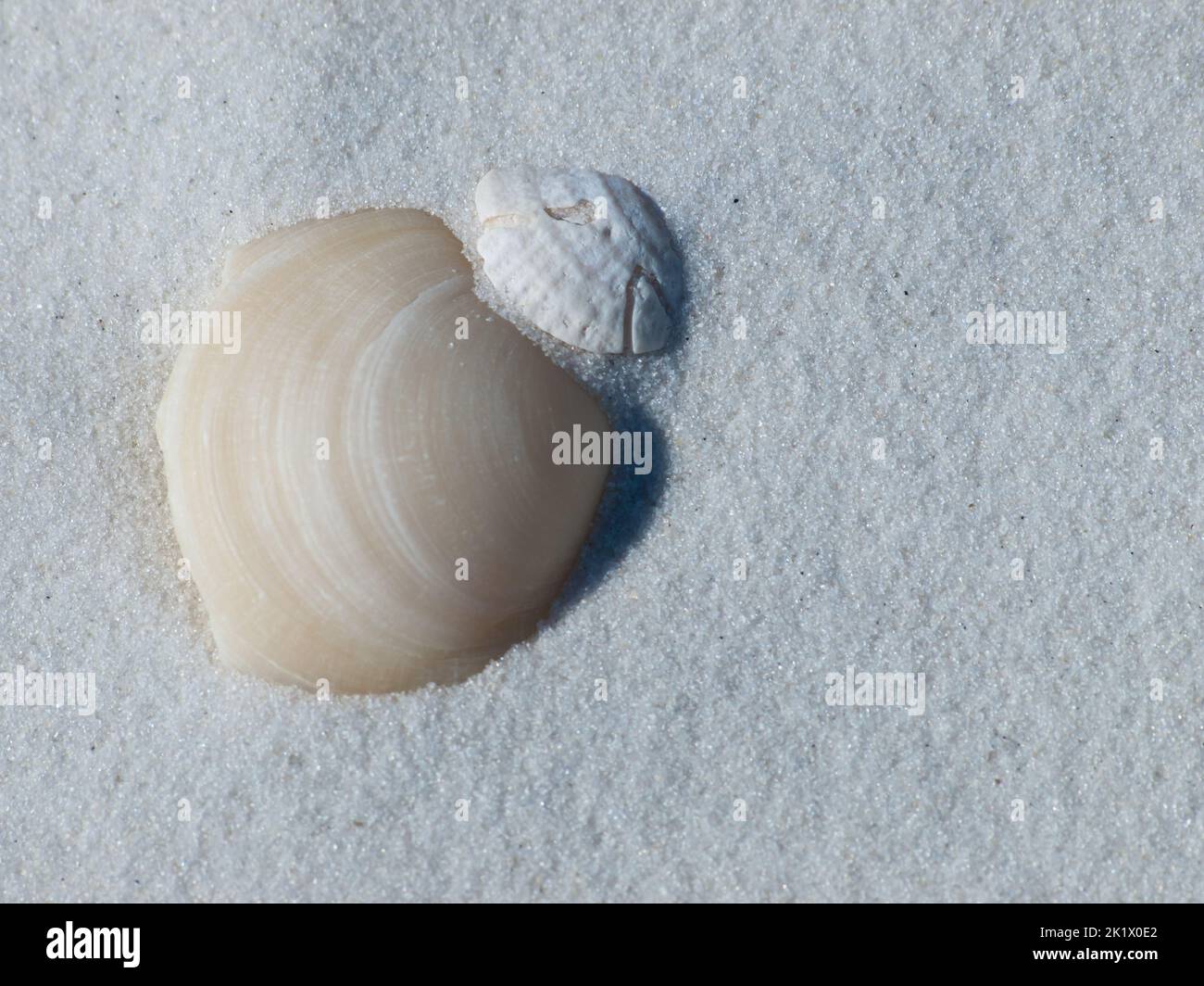 Jingle shell hi-res stock photography and images - Alamy