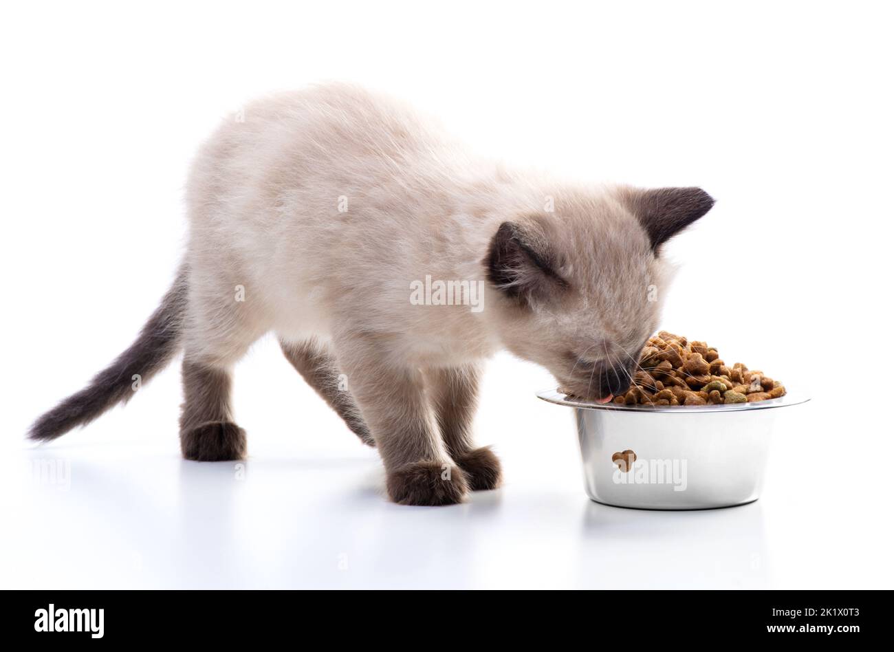 Adorable cute little pussycat eating hi-res stock photography and ...