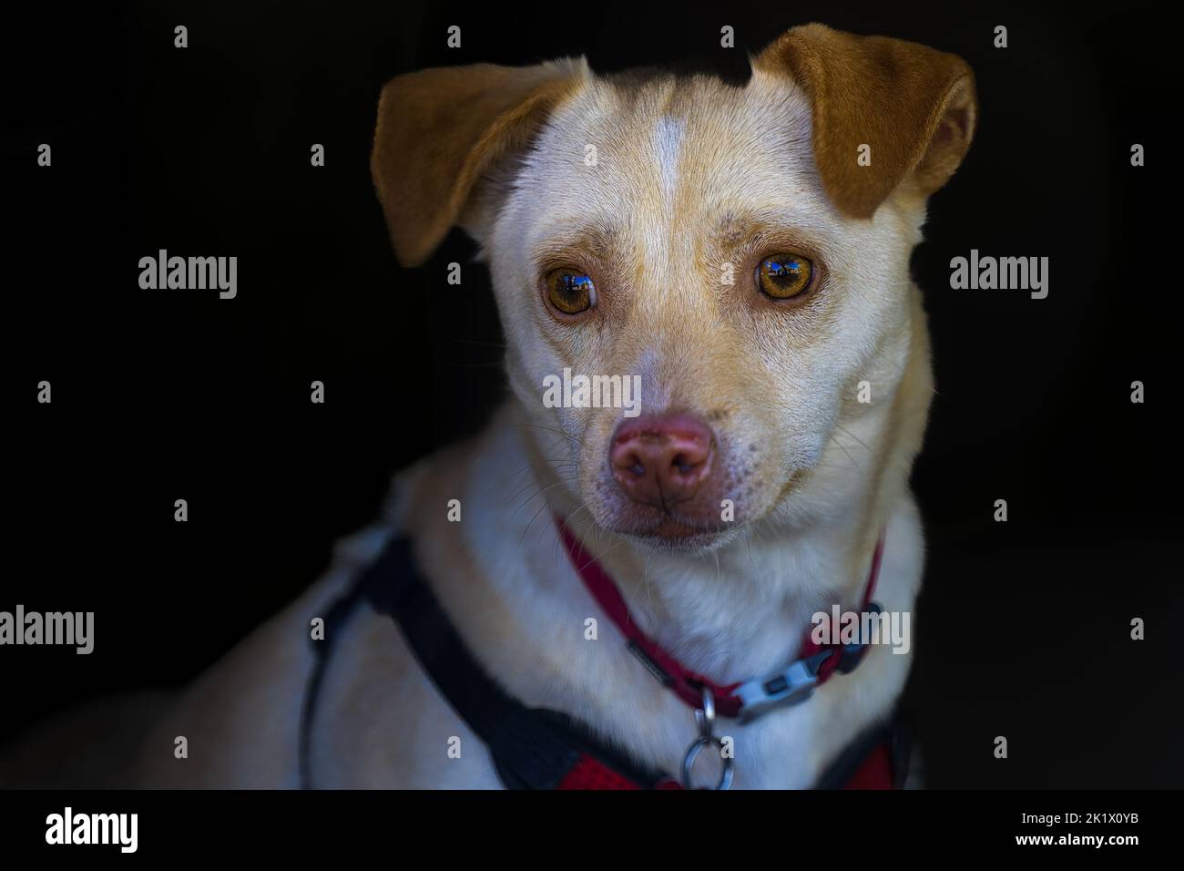 A closeup shot of a small, white tan dog with bright eyes isolated on ...