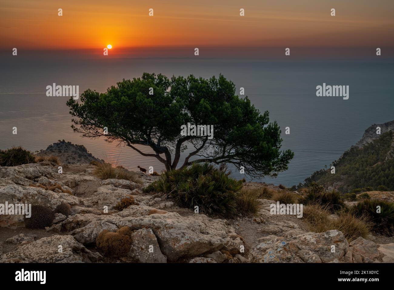 A sunrise view with a red sun and sea, rocky beach, and tree near ,La ...