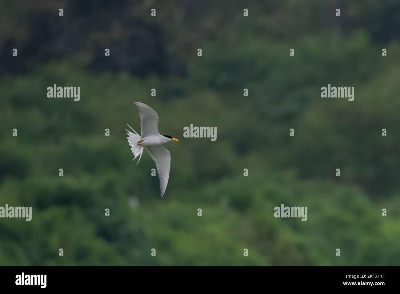 A white bird flying over the river Stock Photo - Alamy