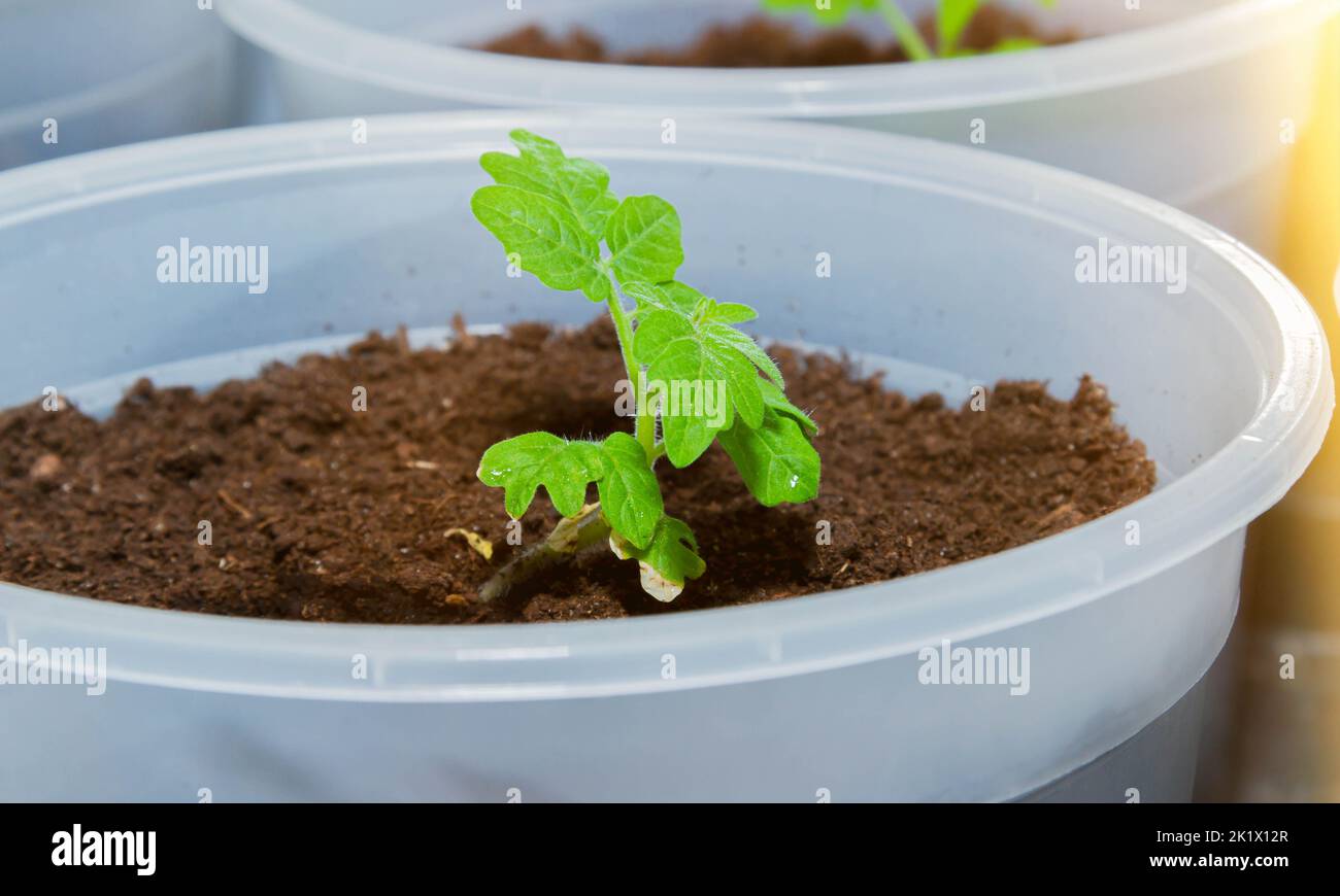 Growing genetically pure products. Non-gmo food. natural product ...