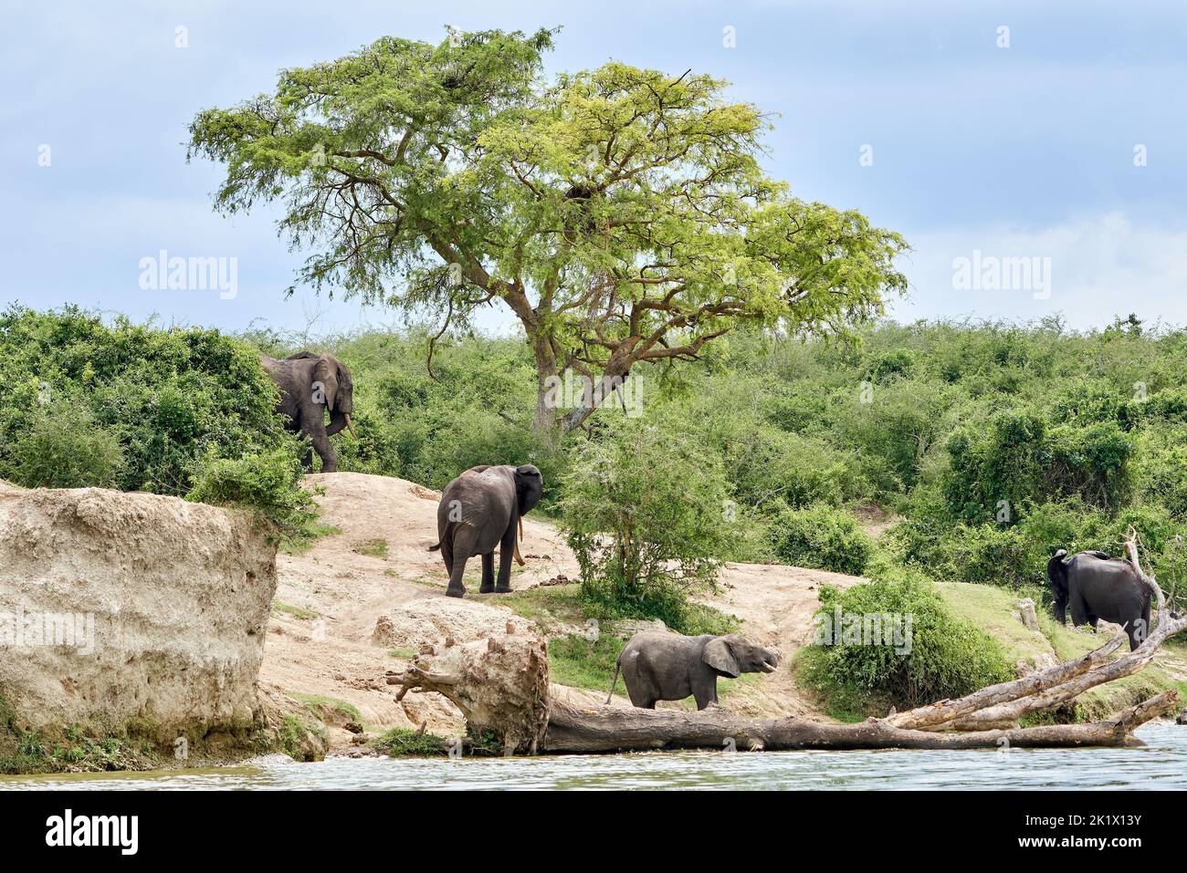 The view of the African bush elephants herd walking by the waterside ...