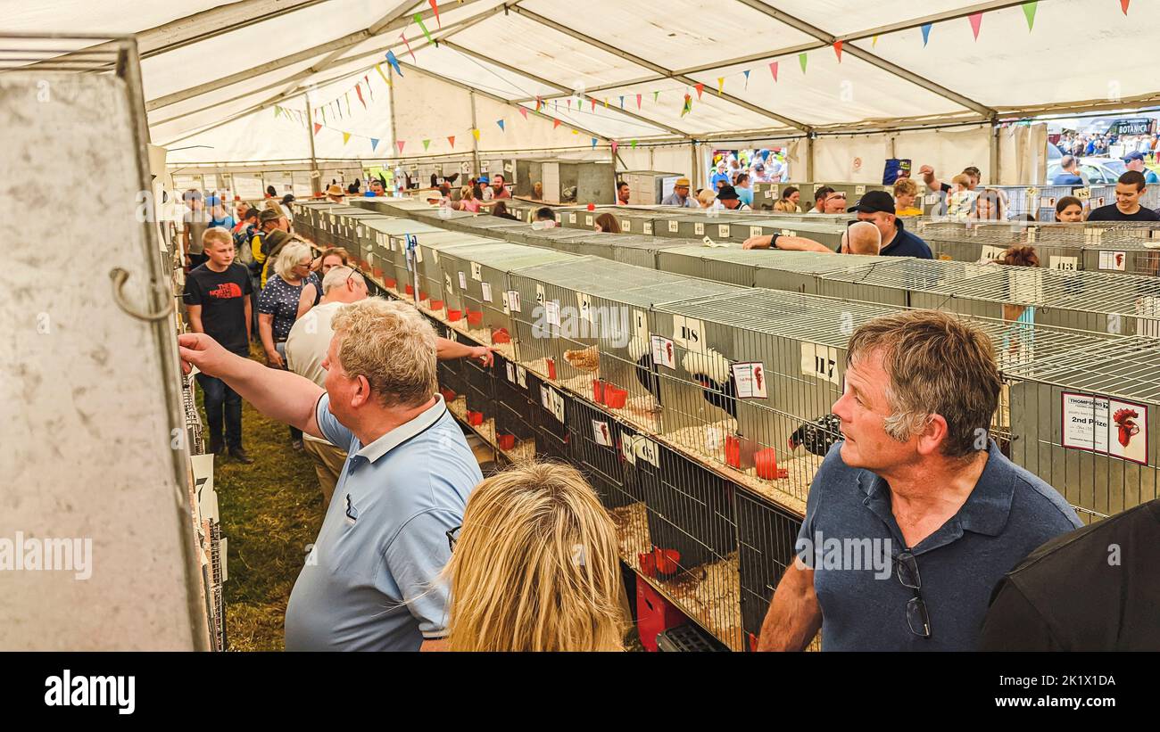People view chickens in cages at an agricultural show Stock Photo - Alamy