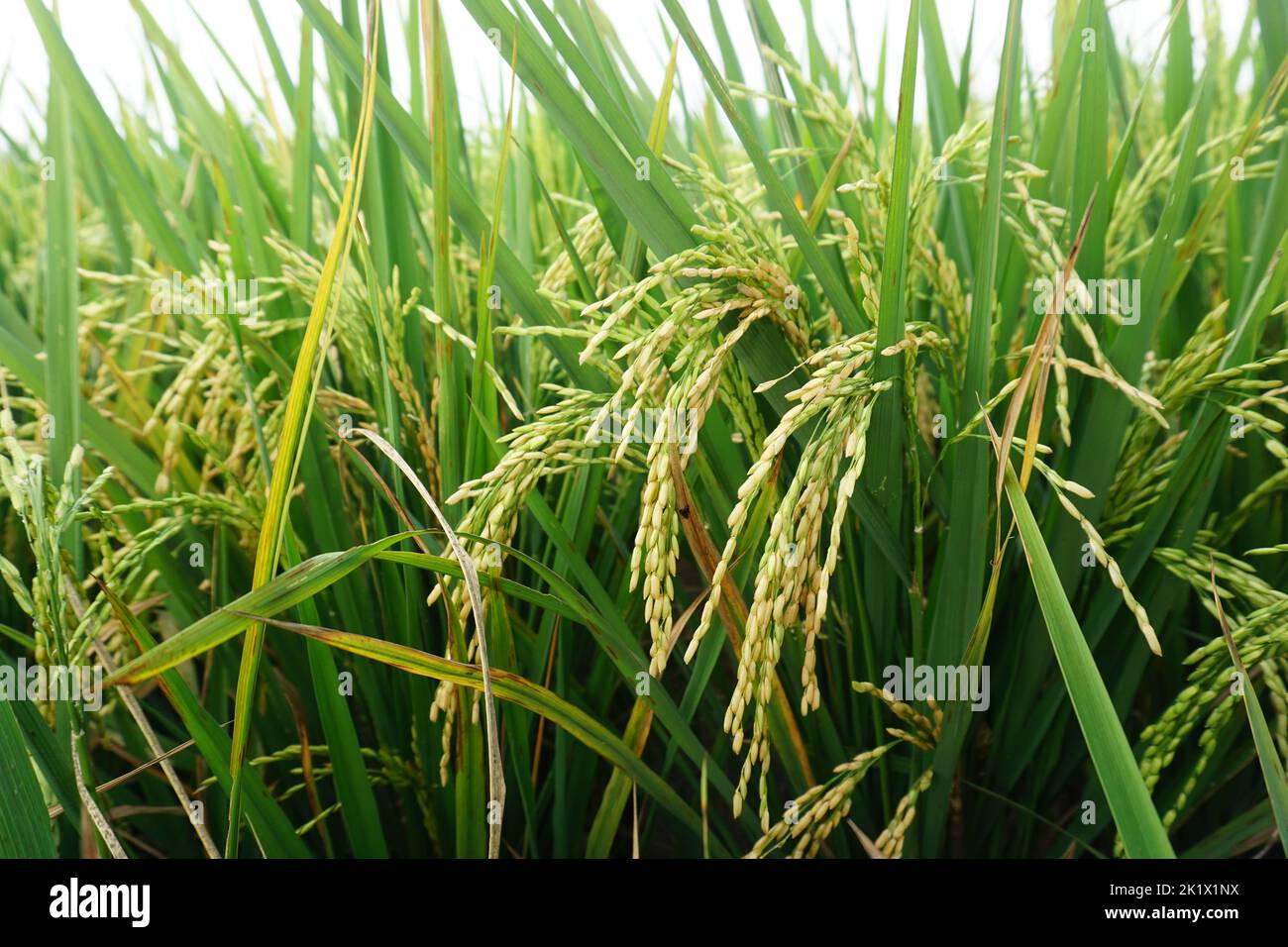 Rice ready for harvest in Indonesia. With green leaves and yellowed ...