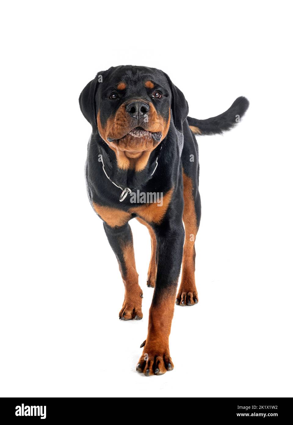 puppy rottweiler in front of white background Stock Photo - Alamy
