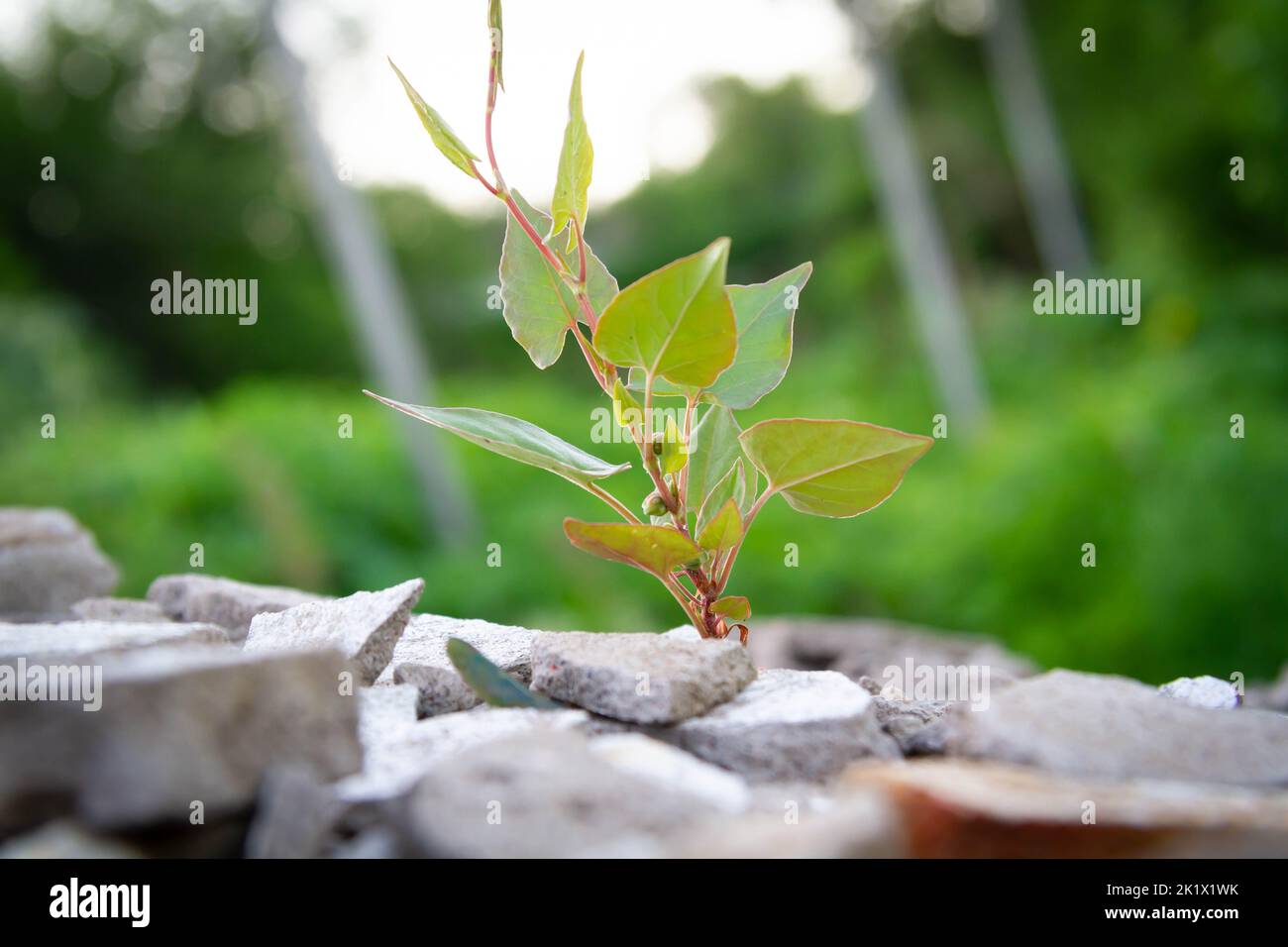 The power of growth. Sprouted sprout through the asphalt. The plant ...