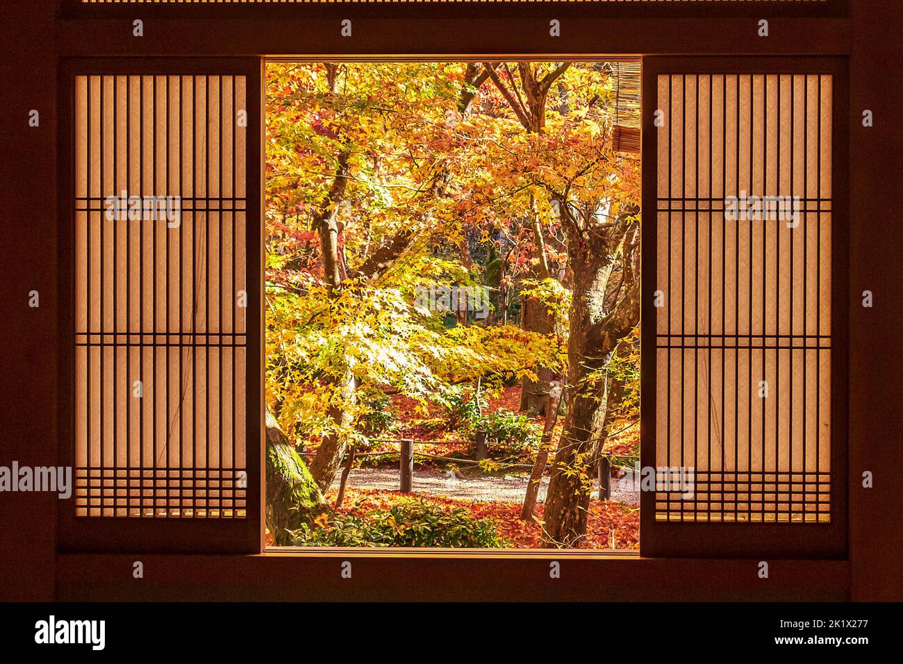 frame between wooden window and beautiful Maple tree in Japanese Garden ...
