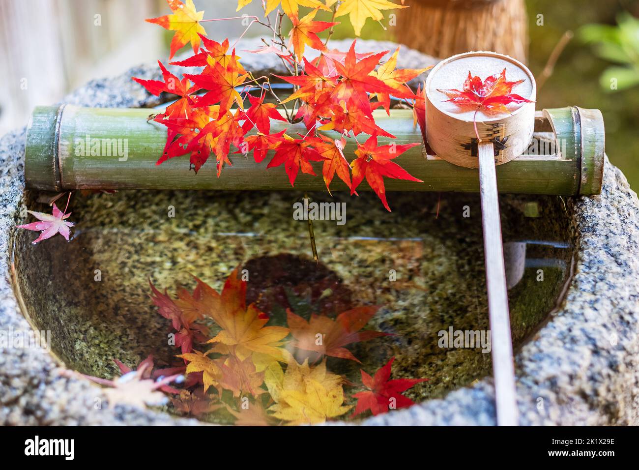green bamboo and falling red maple in Water stone basin in Japanese ...