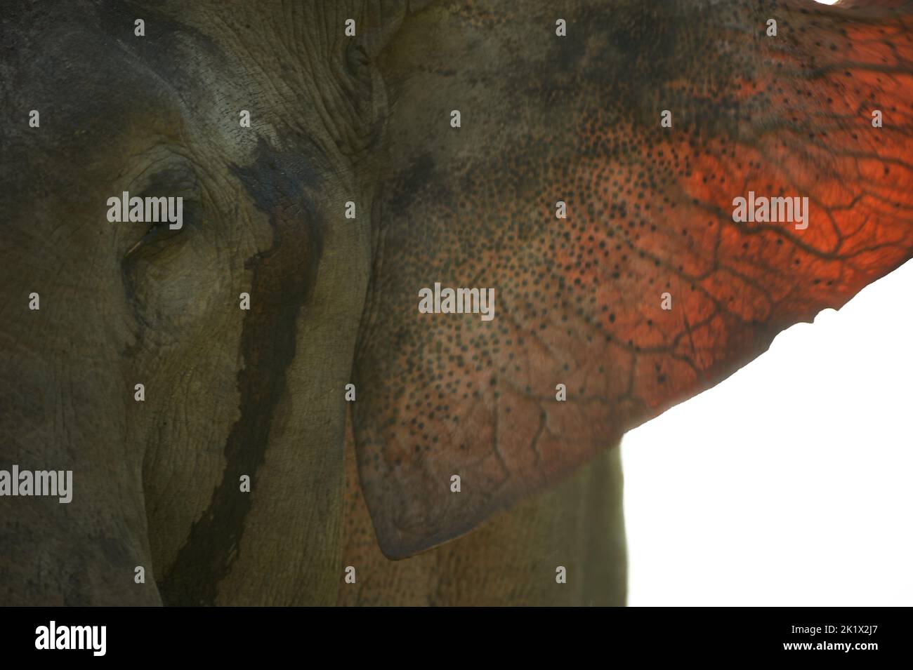 Tusker with red ear hi-res stock photography and images - Alamy