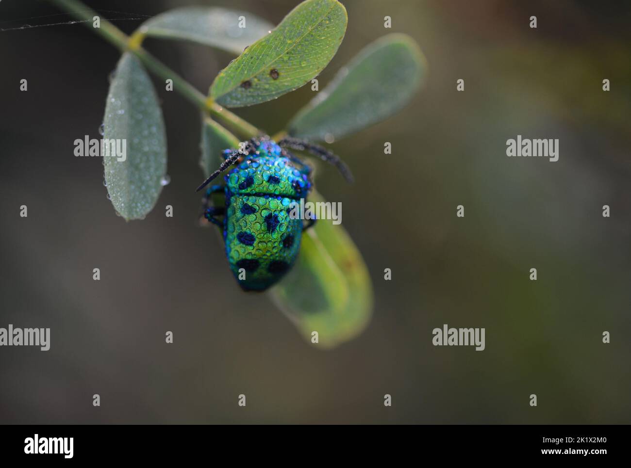 Indian Jewelled Beetle. Jim Corbett National Park, India Stock Photo ...