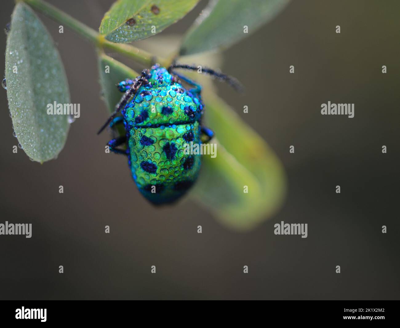 Indian Jewelled Beetle. Jim Corbett National Park, India Stock Photo ...