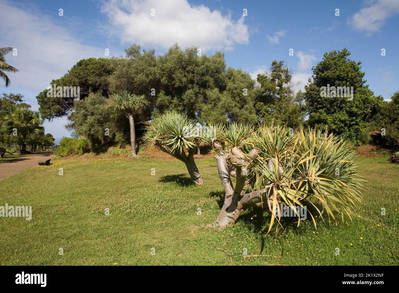 mixed vegetation by lawn in botanical gardens of Funchal Madeira Stock ...